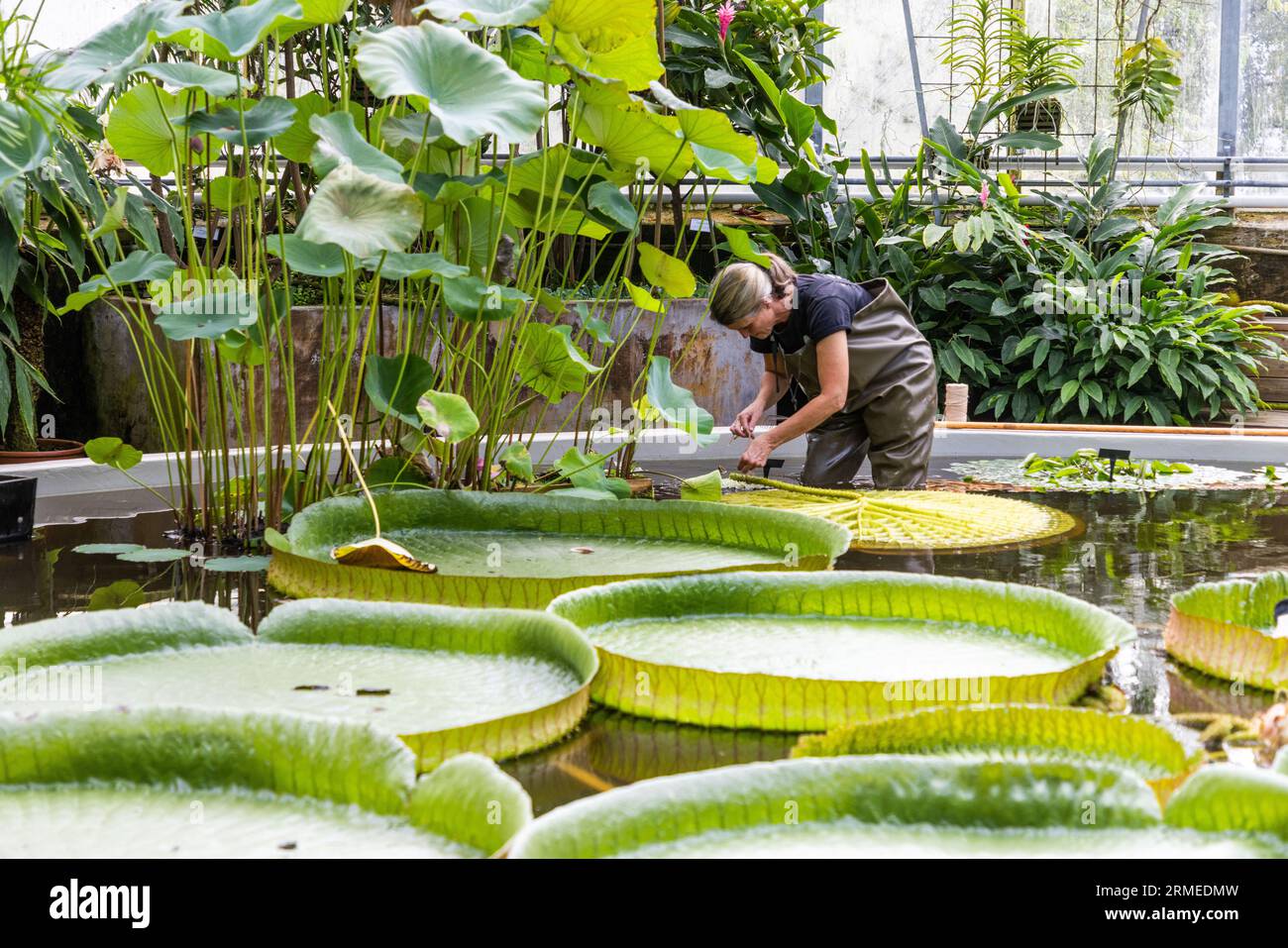 The University of Uppsala Botanical Garden (In Swedish: Botaniska ...