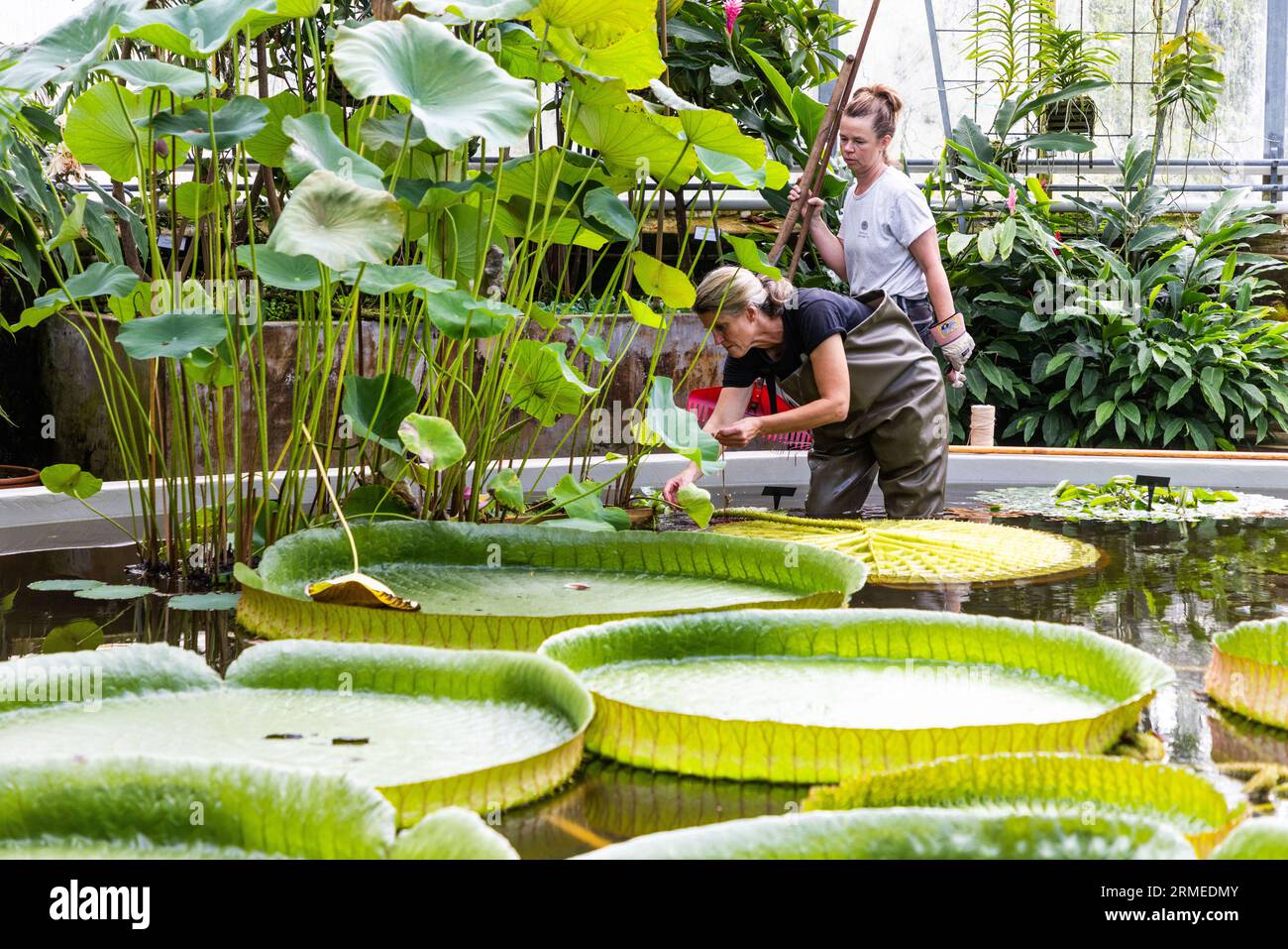 The University of Uppsala Botanical Garden (In Swedish: Botaniska ...