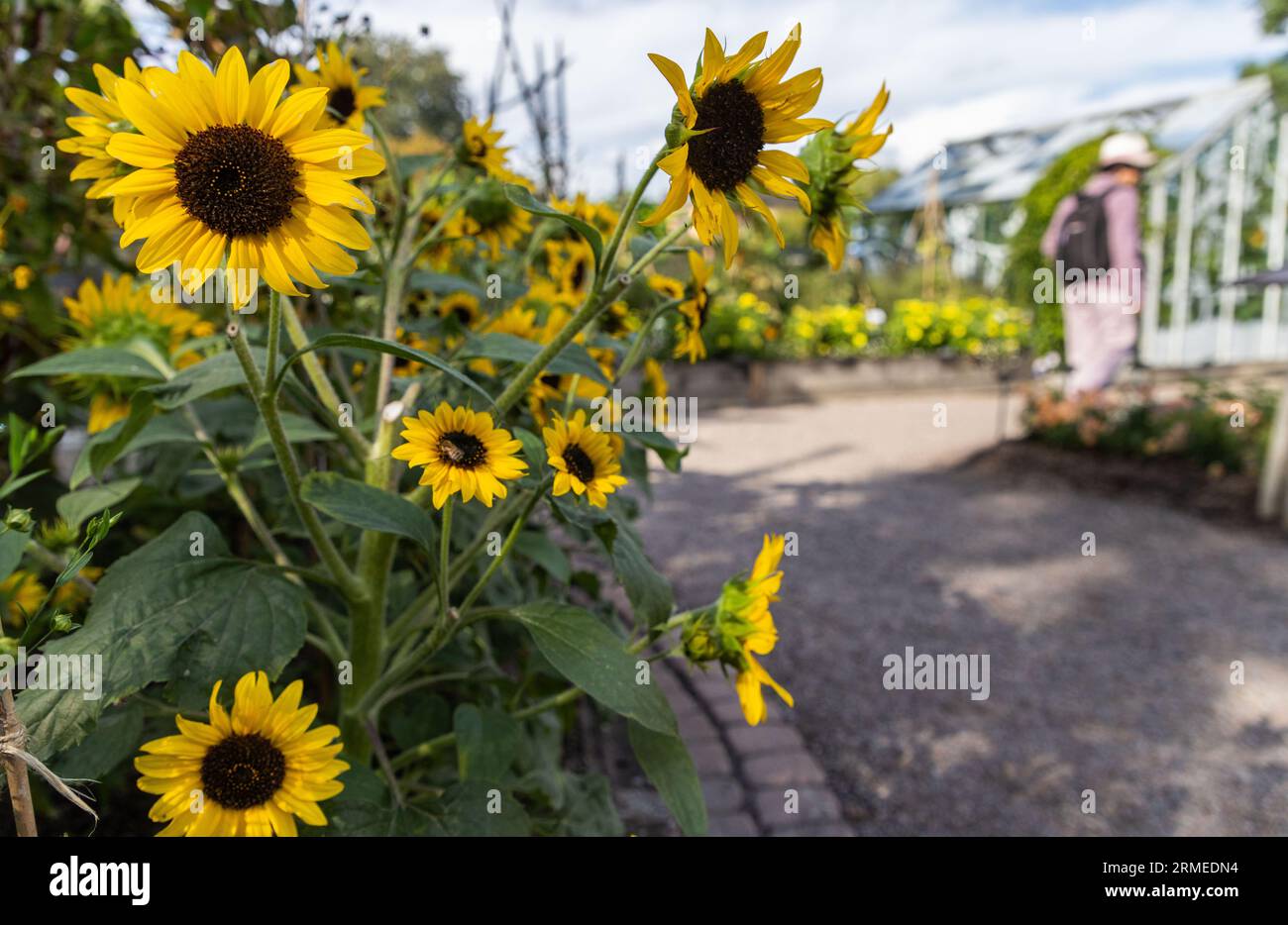 The University of Uppsala Botanical Garden (In Swedish: Botaniska ...