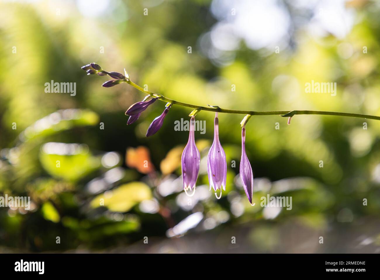 The University of Uppsala Botanical Garden (In Swedish: Botaniska ...