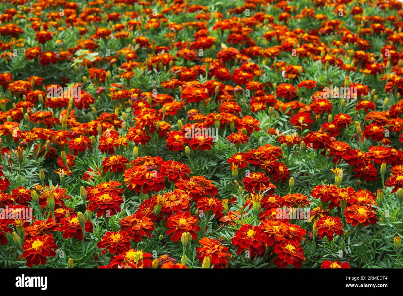 flower bed with marigolds, flower background, landscape Stock Photo - Alamy