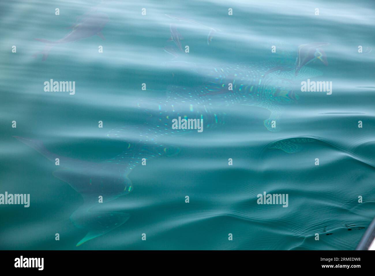 A flock of whale sharks swim among the tourist boats. The azure sea ...