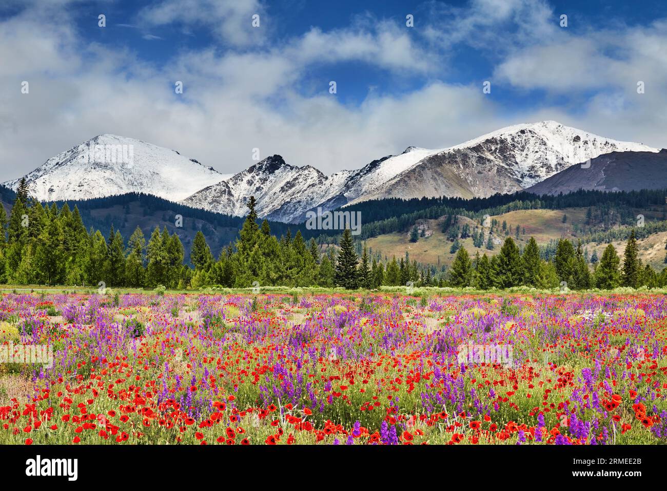 Forest with wildflowers hi-res stock photography and images - Alamy