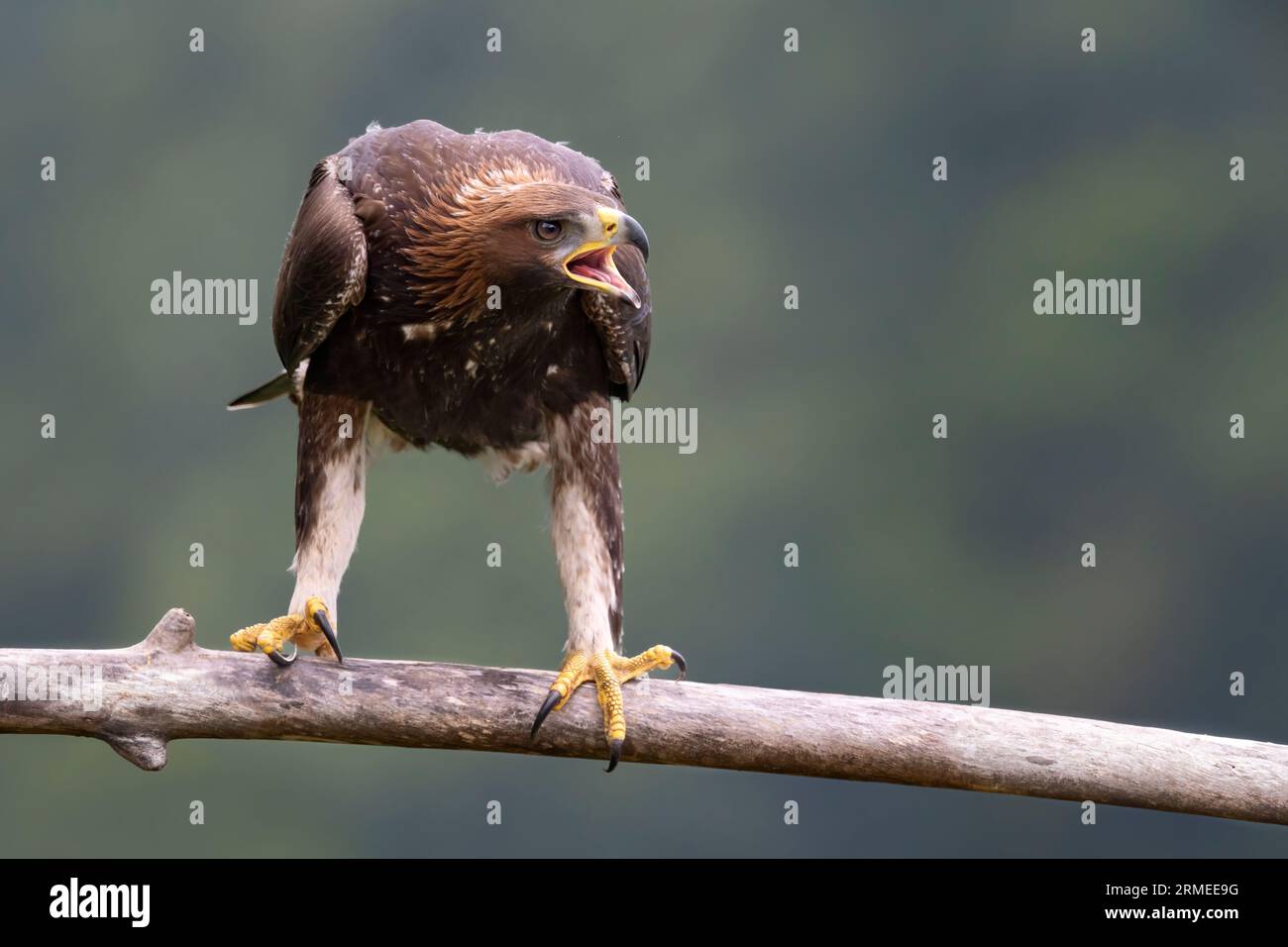 Golden Eagle (Aquila chrysaetos), front view of a juvenile perched on a ...