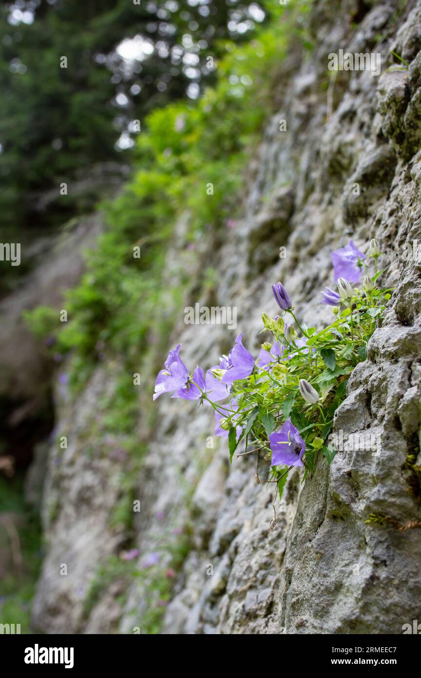 Campanula rotundifolia flowers known as small bluebell, growing on a ...
