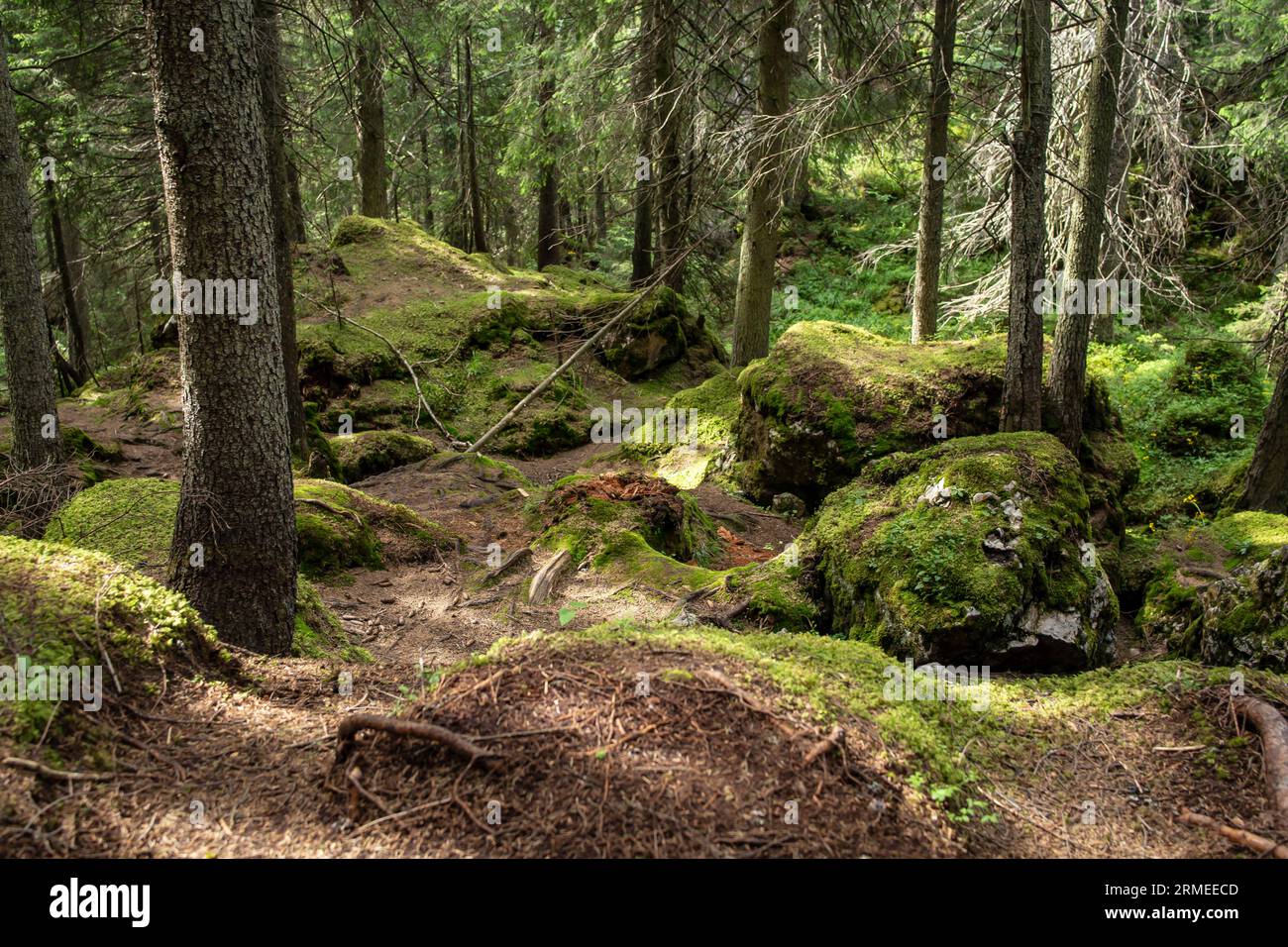 old fir tree forest in summer sun with green moss Stock Photo - Alamy
