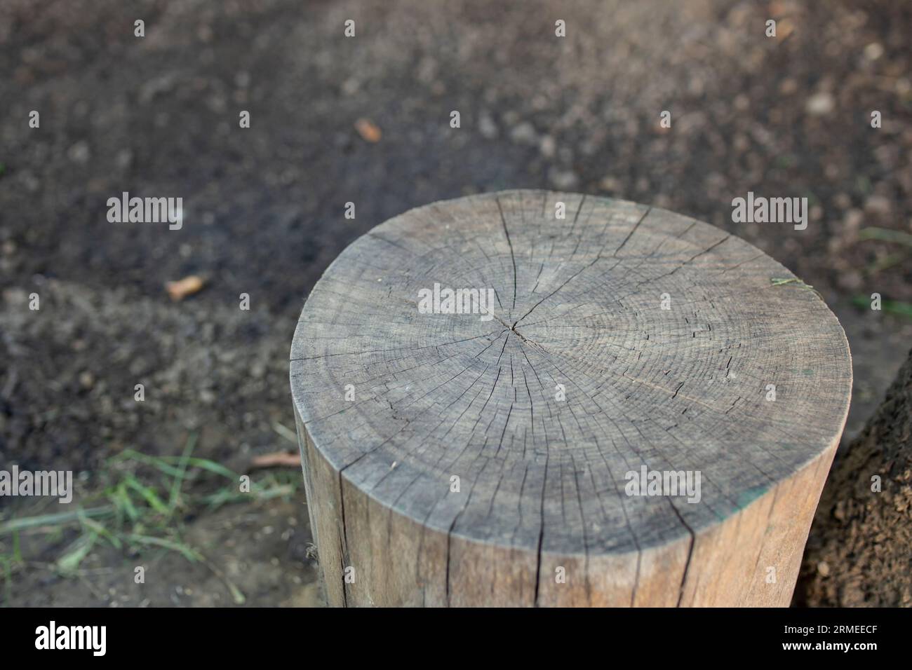 Side view of a tree stump on blurred black earth, soft focus Stock ...