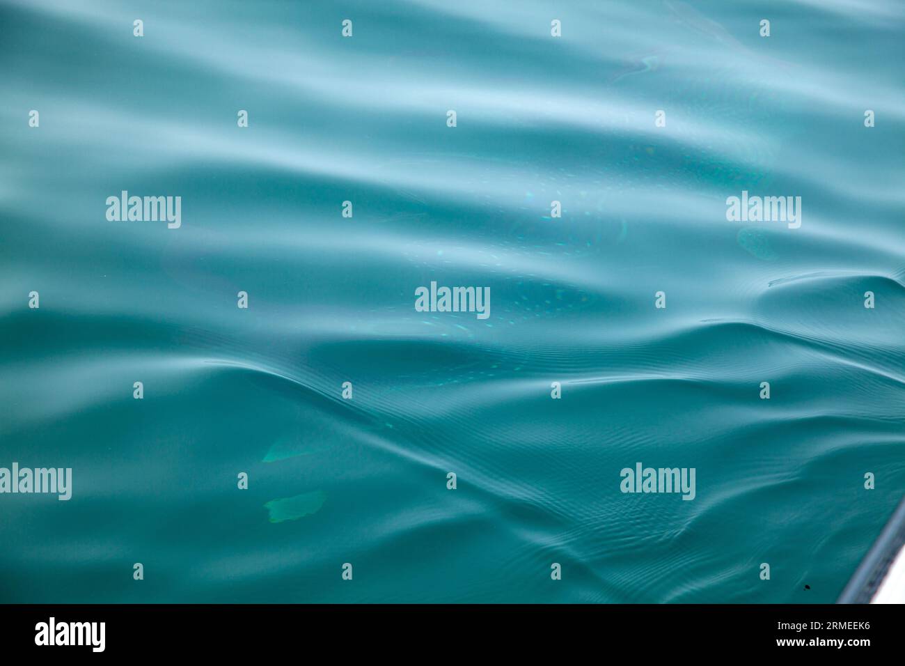 A flock of whale sharks swim among the tourist boats. The azure sea ...