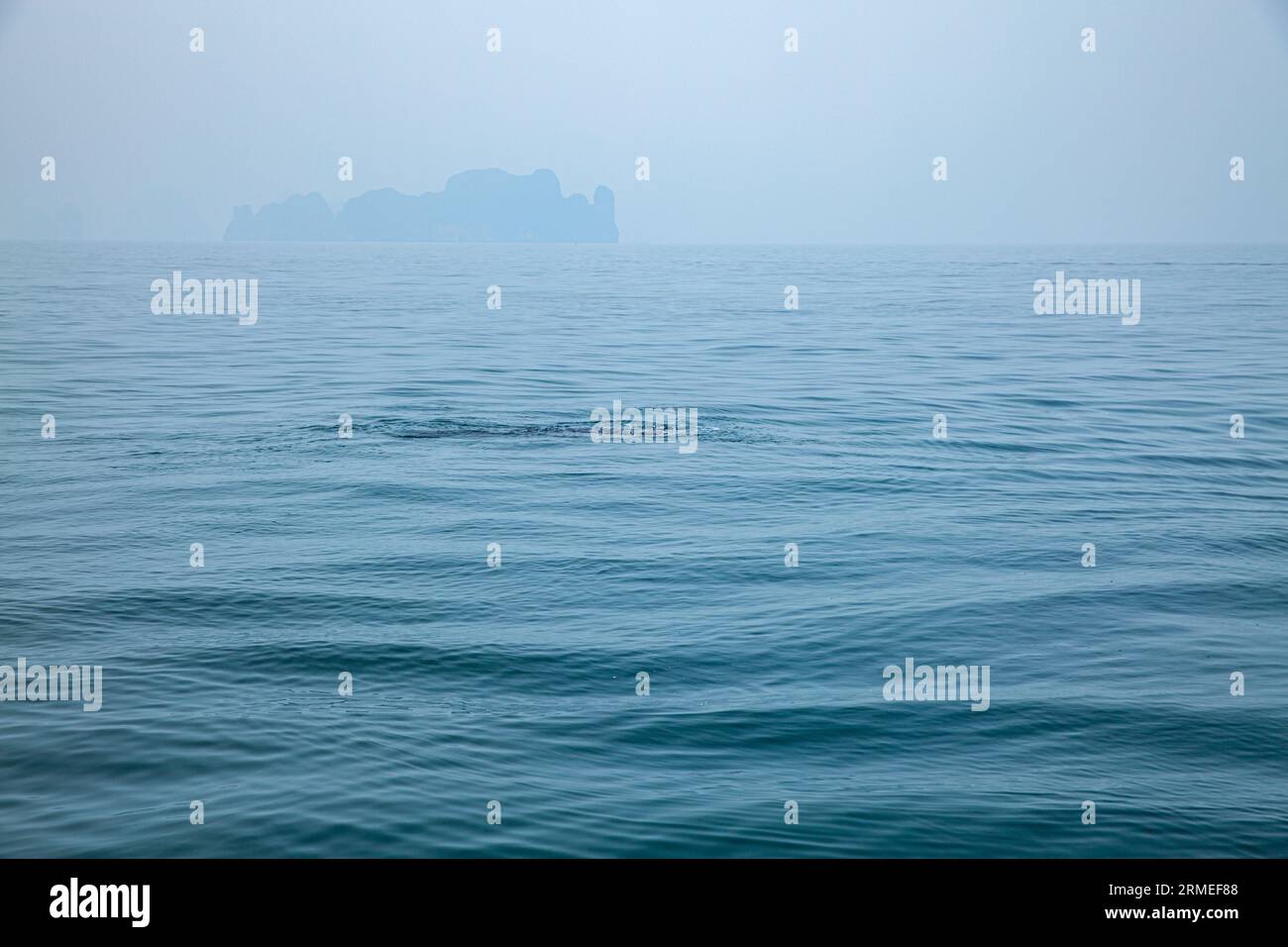 A flock of whale sharks swim among the tourist boats. The azure sea ...