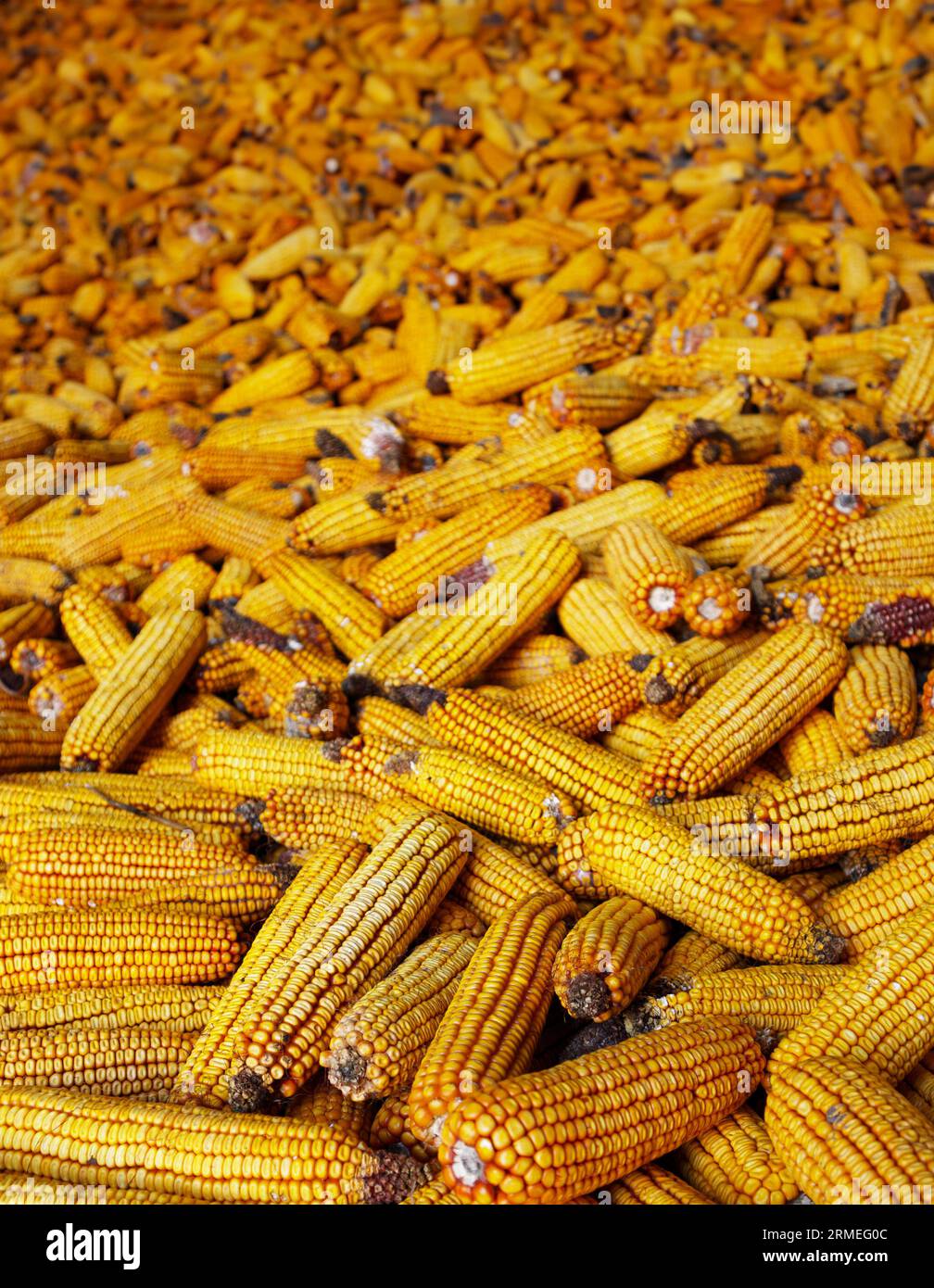Collect corn crop. Pile of cob of corn after harvest Stock Photo - Alamy