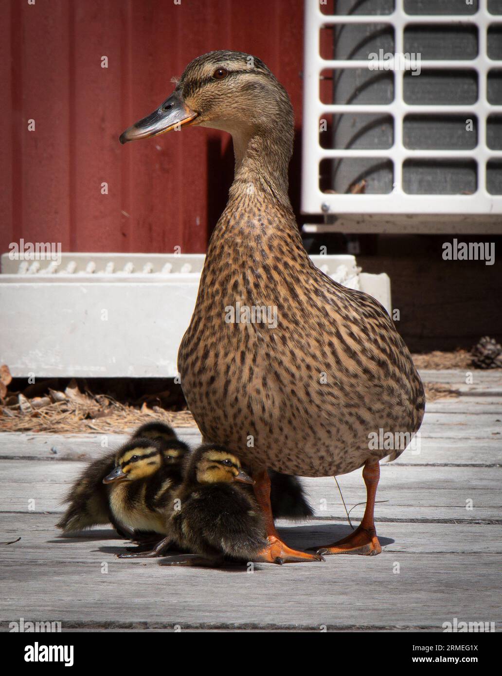 A mother Rouen duck standing with her two ducklings in a tranquil ...