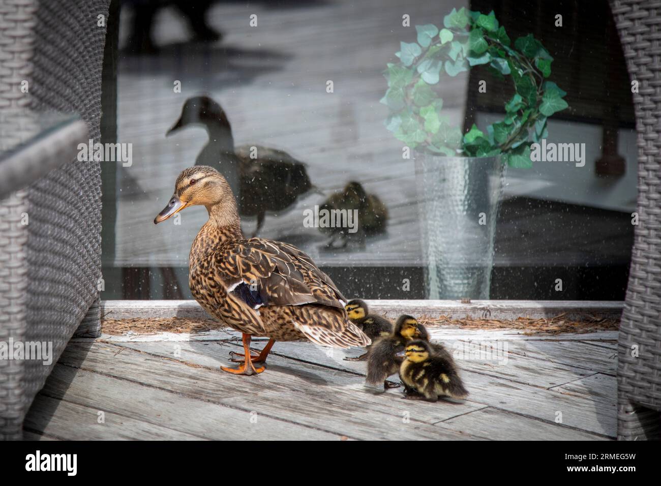 A mother Rouen duck standing with her two ducklings in a tranquil ...