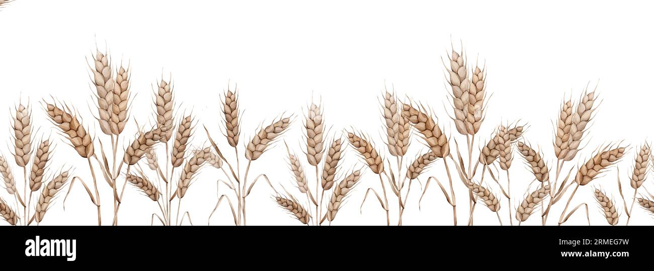 Seamless border of Ears of wheat. Autumn harvest, crops. Watercolor ...