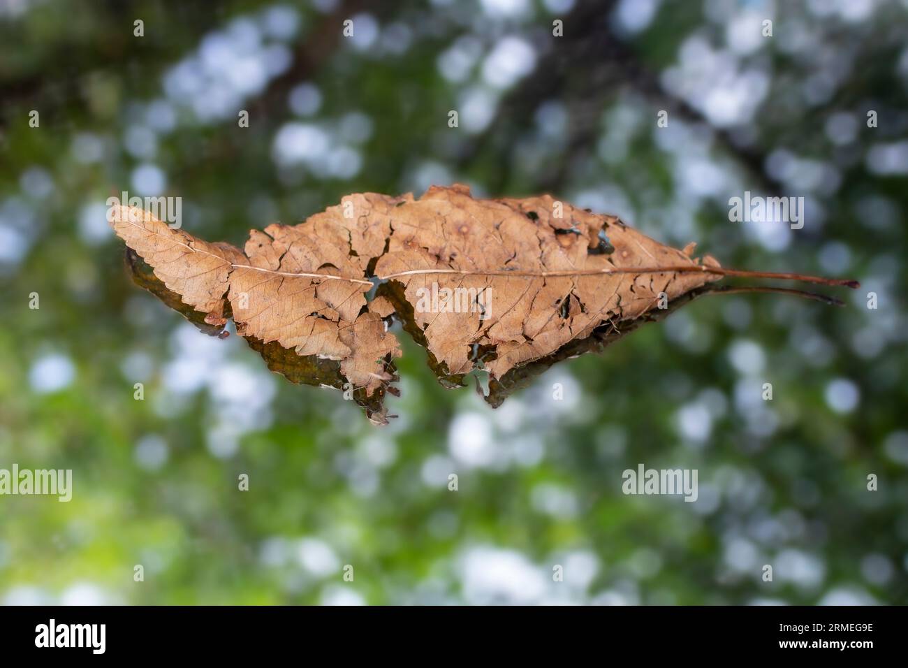Dried decaying leaf on a mirror with green tree foliage defocused Stock ...