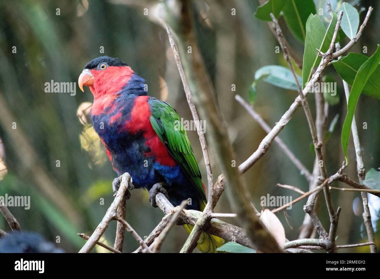 Black capped lory has green wings, red head and upper body, a black cap ...
