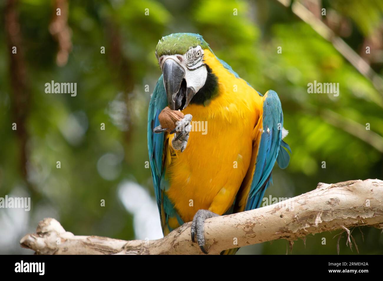 the Back and upper tail feathers of the blue and gold macaw are ...