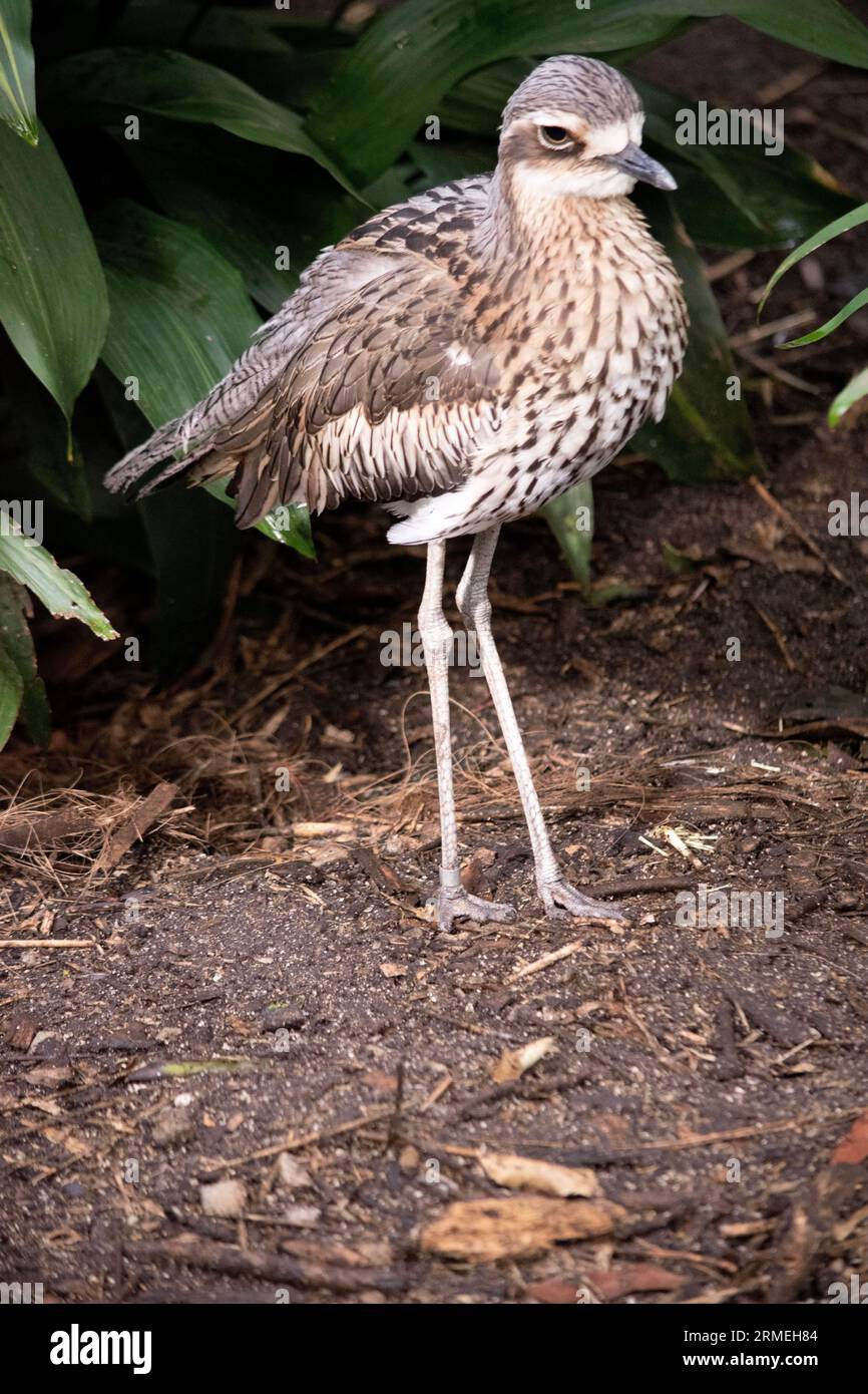 Dark brown eye stripe hi-res stock photography and images - Alamy