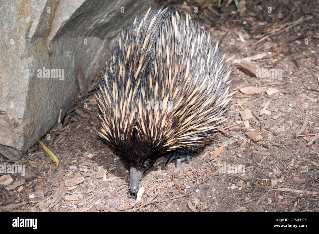 The echidna has spines like a porcupine, a beak like a bird, a pouch ...