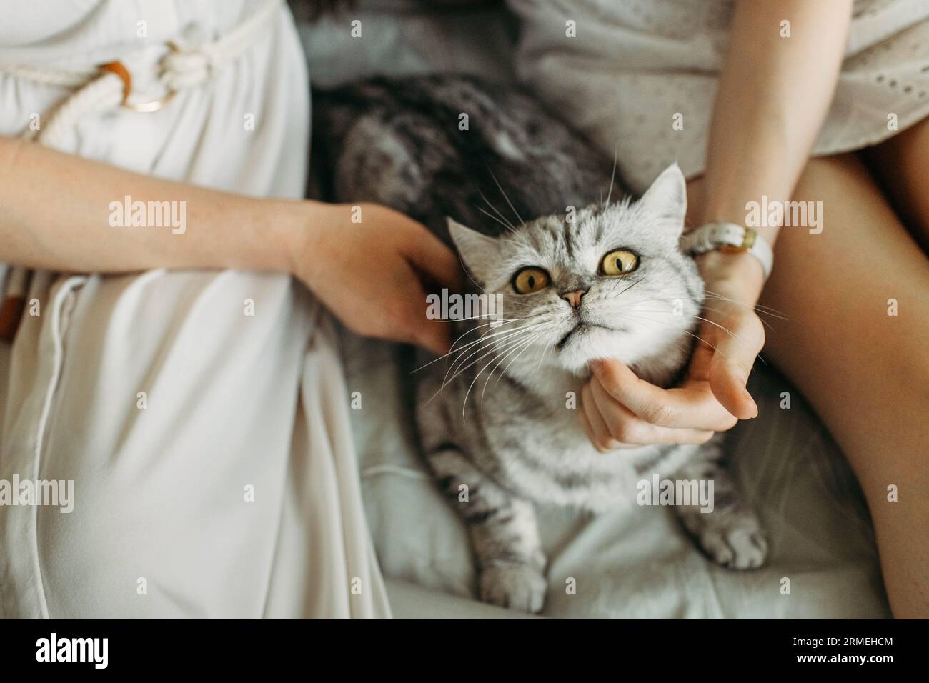 Human hand petting cat head hi-res stock photography and images - Alamy