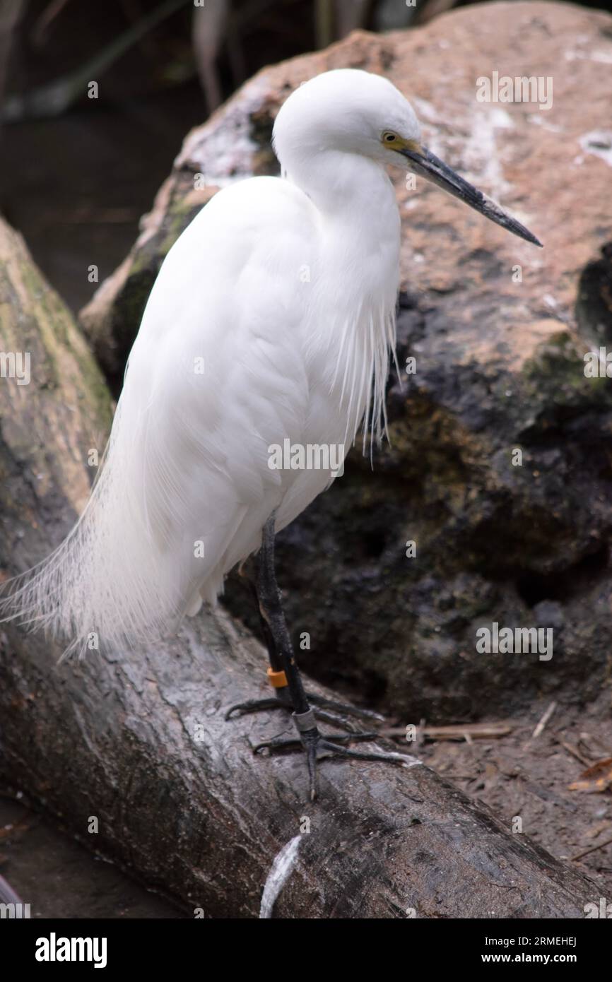 the egret has a relatively short, thick neck, a sturdy bill, and a ...