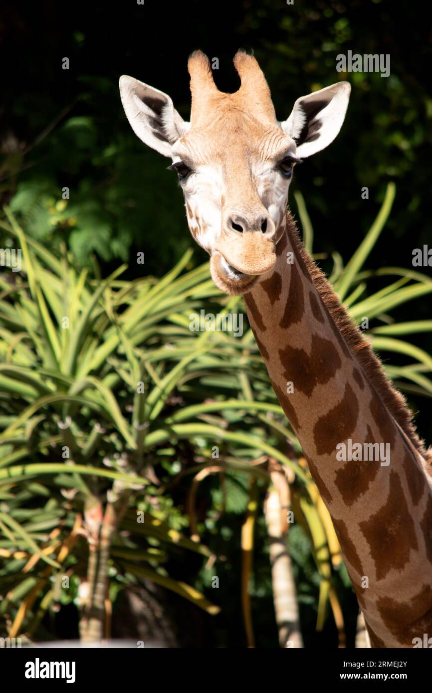 The giraffe is the tallest of all mammals. The legs and neck are ...