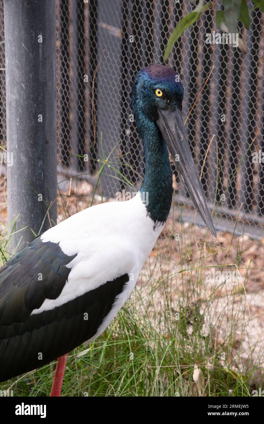 The head and neck of a jabiru are black with an iridescent green and ...