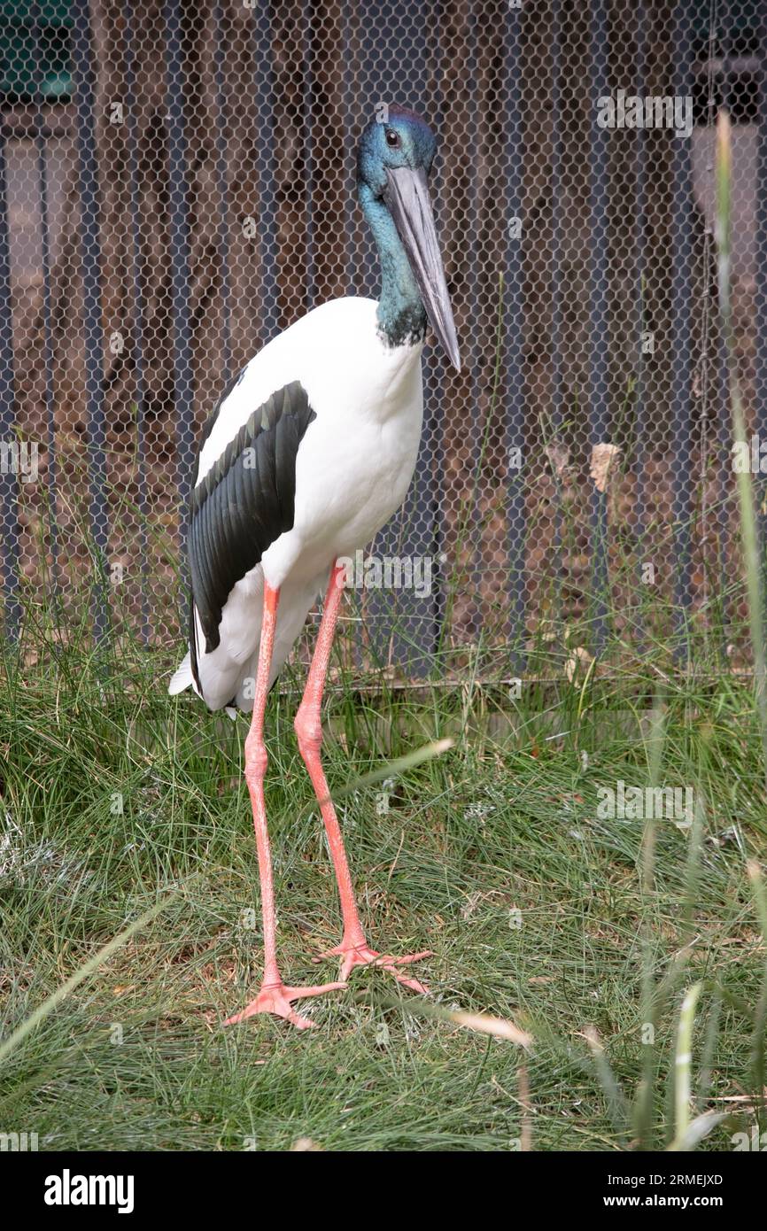 The head and neck of a jabiru are black with an iridescent green and ...