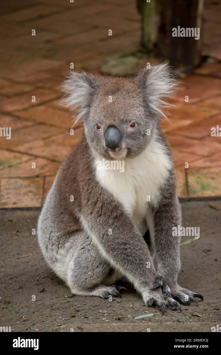 The Koala has a large round head, big furry ears and big black nose ...