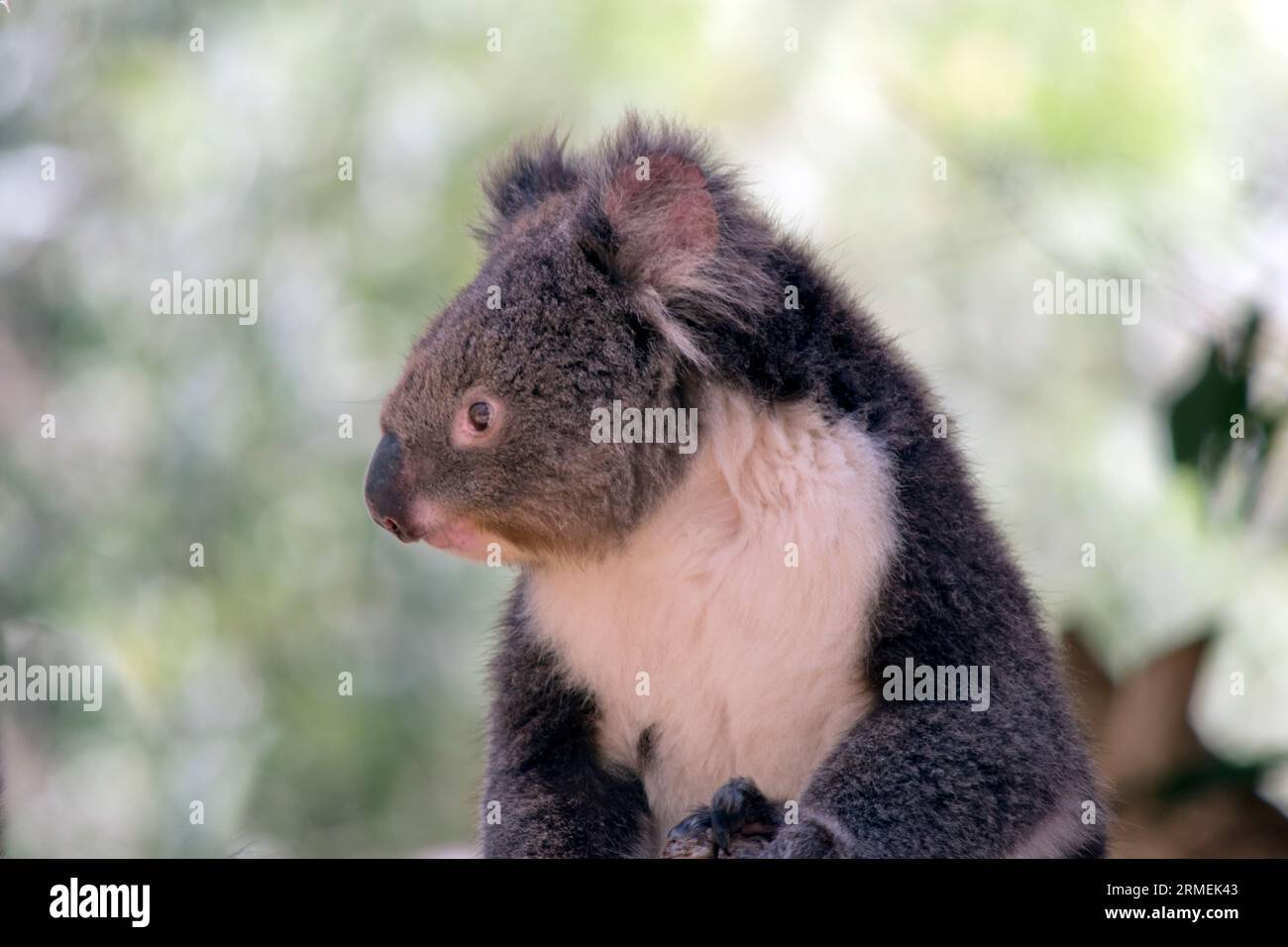 the Koala has a large round head, big furry ears and big black nose ...