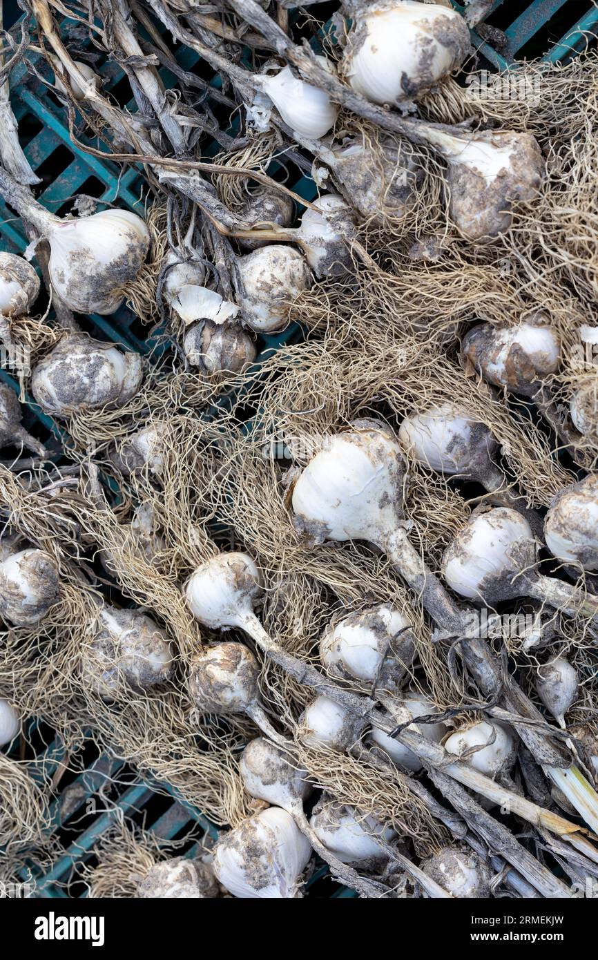Organic garlic is dried after harvesting. Garlic as a source of health ...