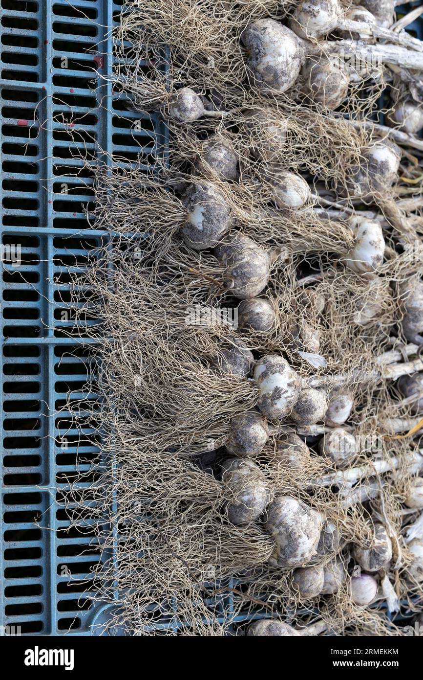 Organic garlic is dried after harvesting. Garlic as a source of health ...