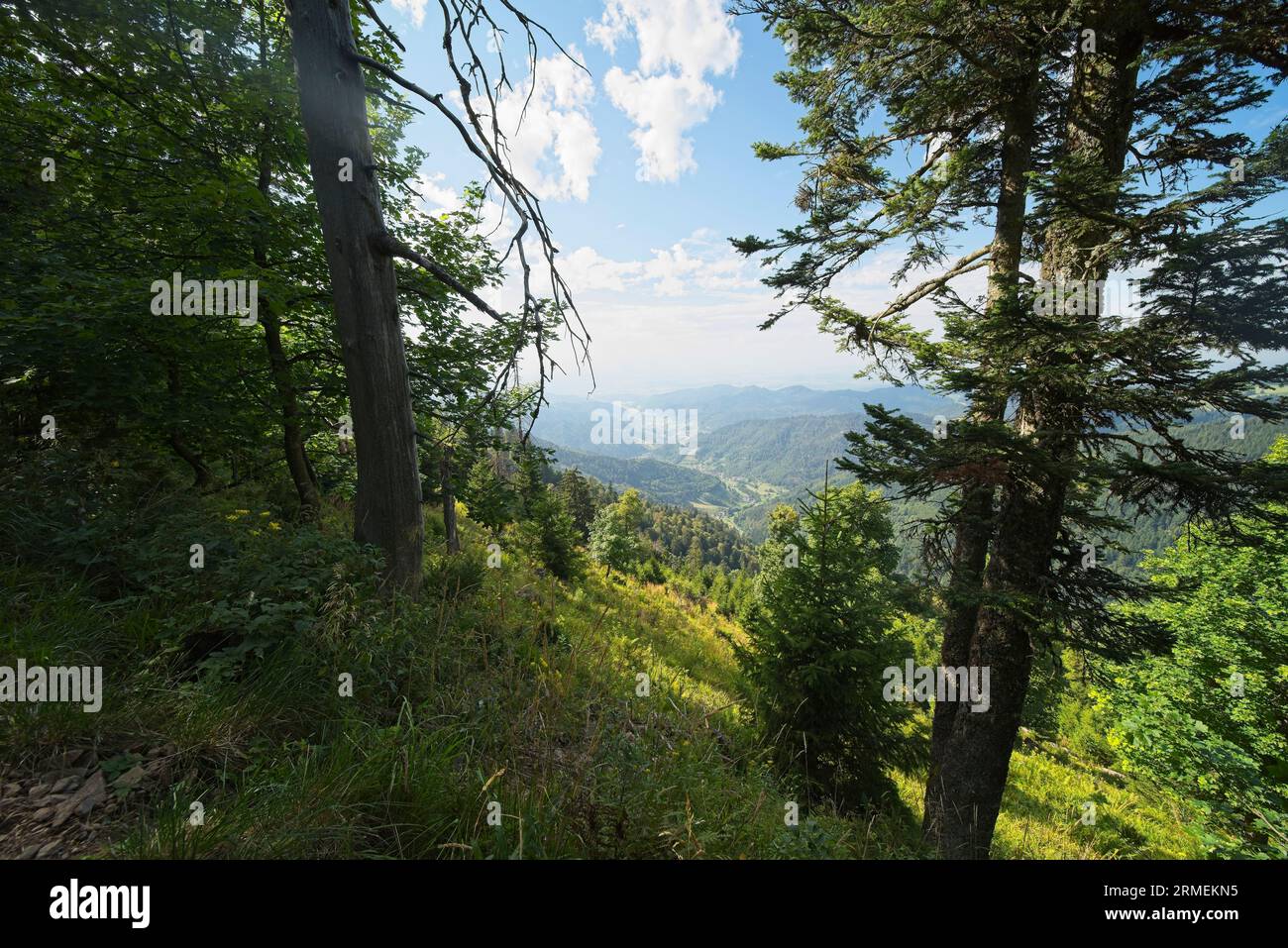 Pictures from the hiking trail "Belchensteig" in southern Germany. The ...