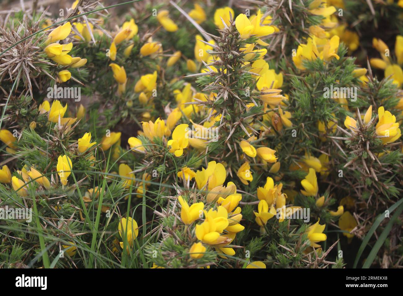 Gorse bush yellow flowers Stock Photo - Alamy
