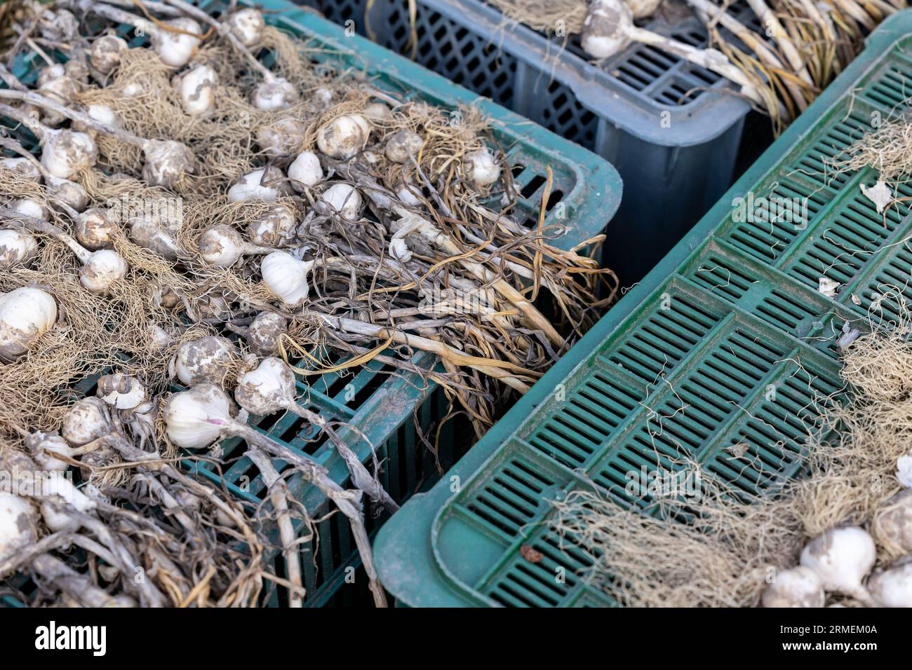 Organic garlic is dried after harvesting. Garlic as a source of health ...