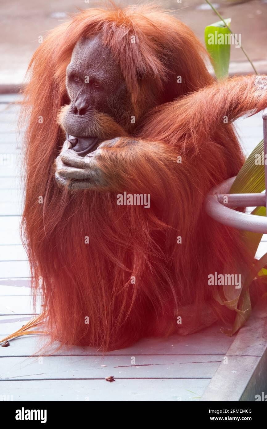 Grasping hands feet hi-res stock photography and images - Alamy