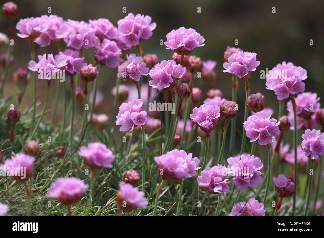 Thrift growing in rocks hi-res stock photography and images - Alamy