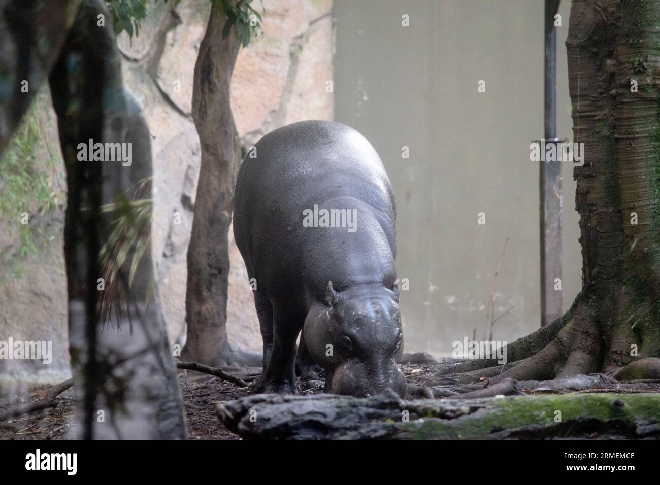 the pygmy hippo looks like a small version of a hippo Stock Photo - Alamy
