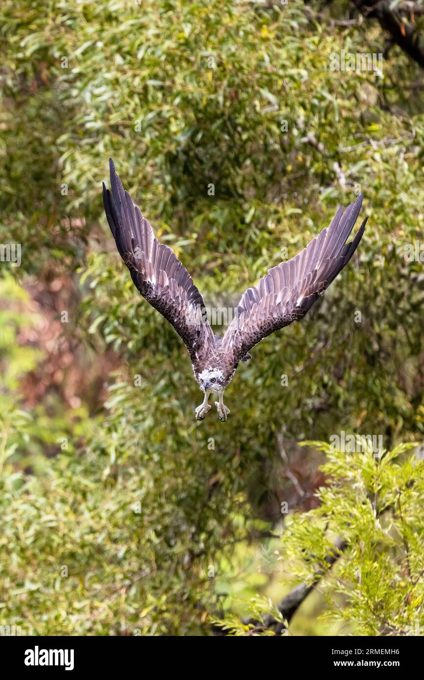 The eastern or Australian osprey, Pandion haliaetus cristatus, also ...