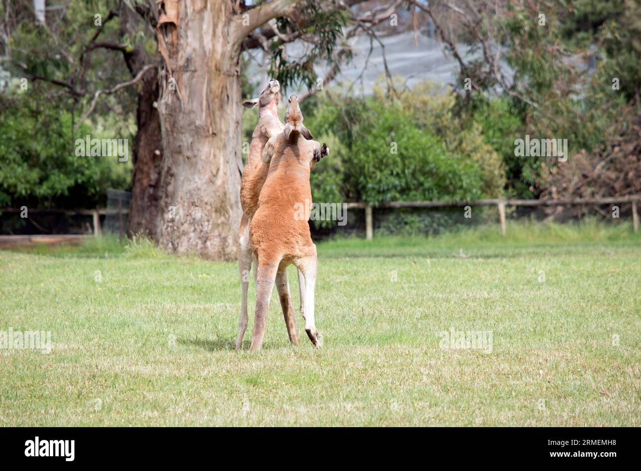 the two male kangaroos are fighting over who will end up mating with ...