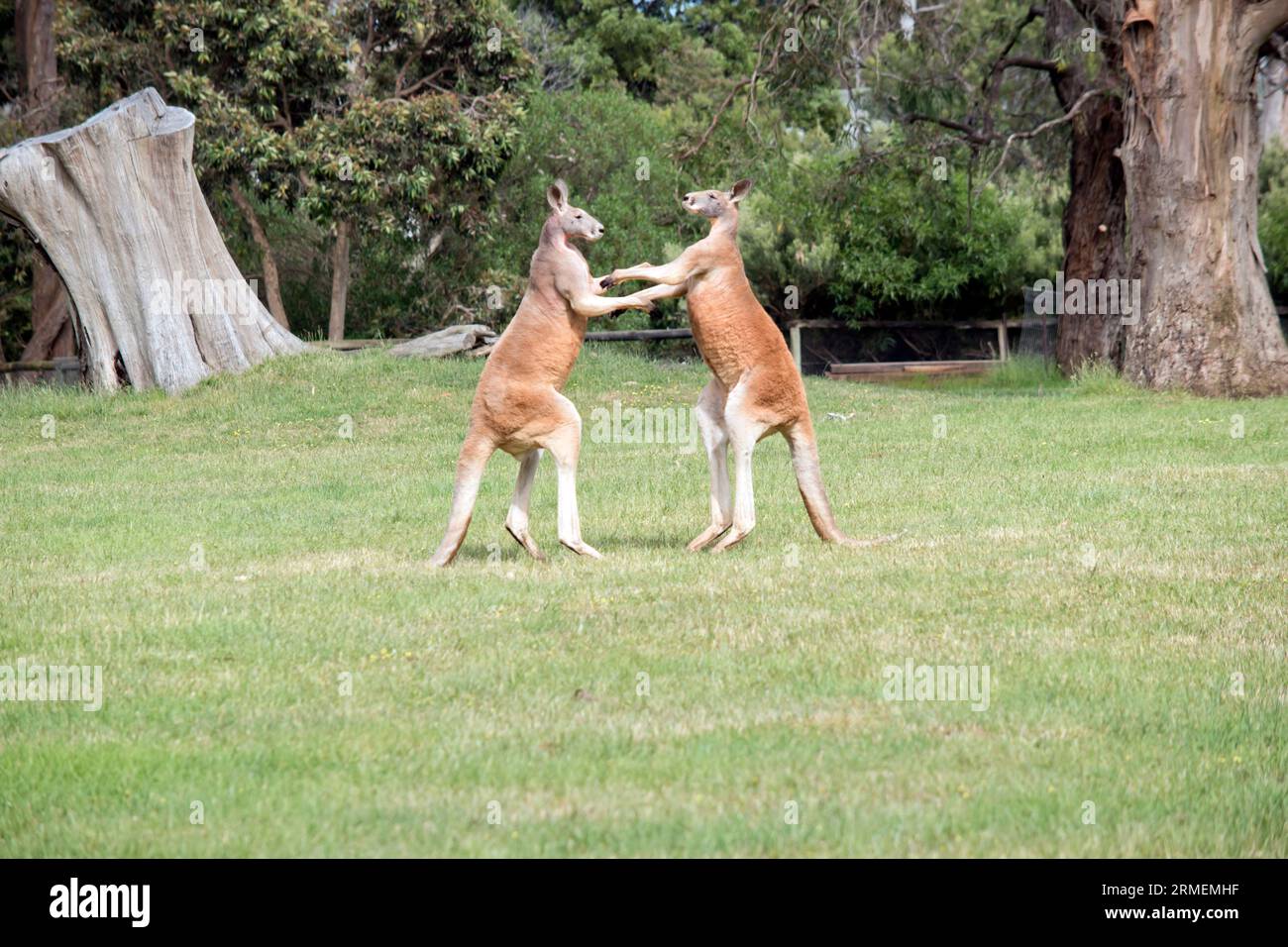 the two male red kangaroos are fighting for the dominant position in ...
