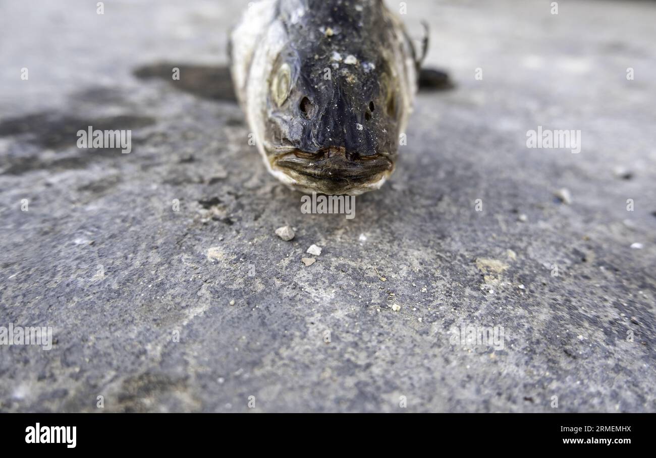 Detail of spoiled fish in the garbage Stock Photo - Alamy