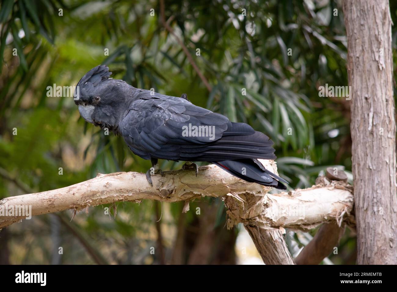 Male Red-tailed Black Cockatoos are black with two vibrant red stripes ...