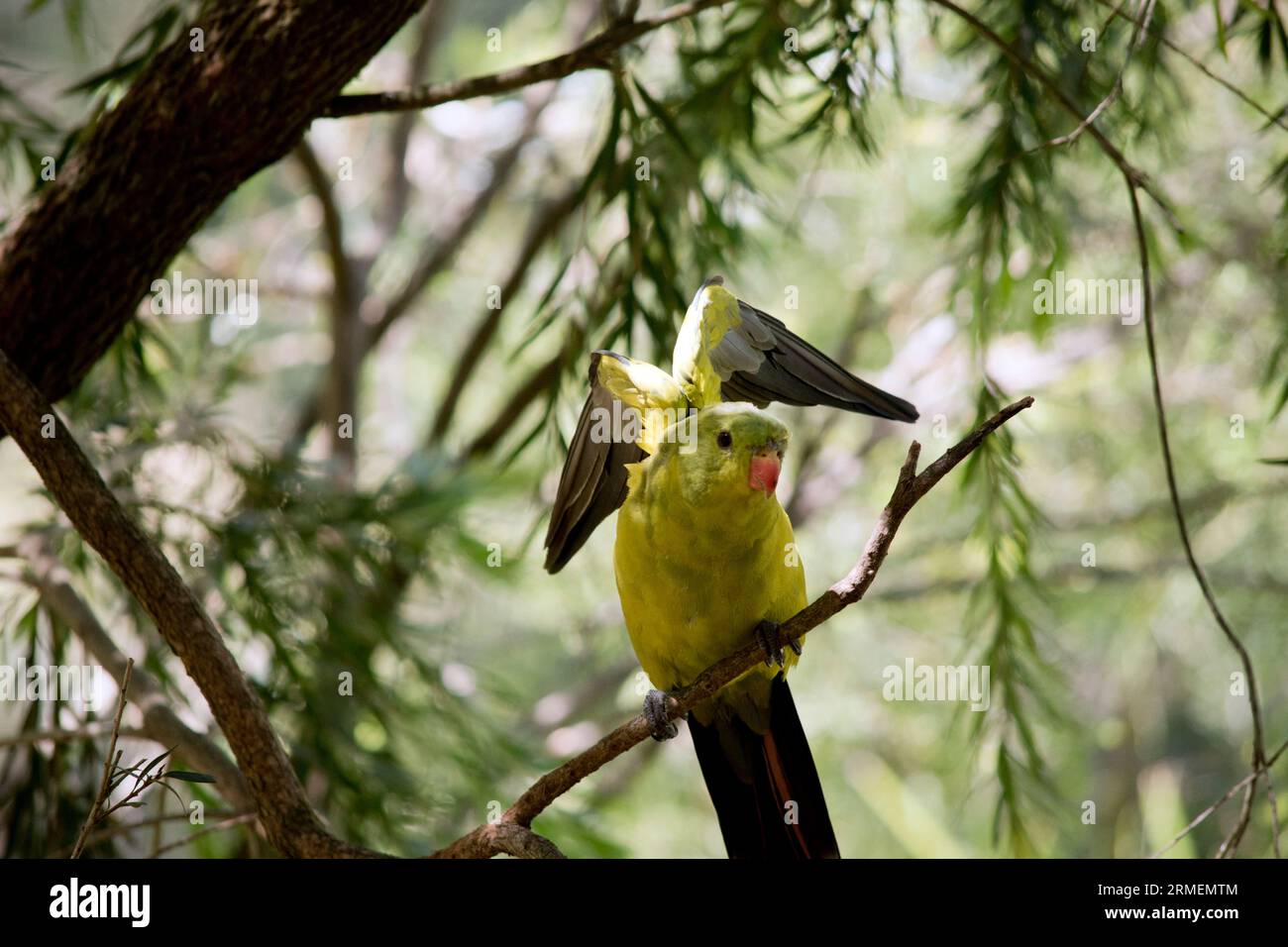 the regent parrot is about to take off Stock Photo - Alamy