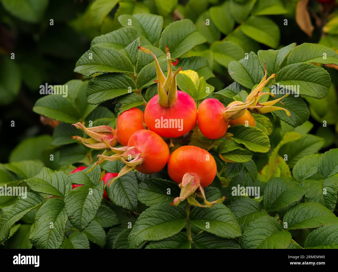 Rosa Canina in a natural environment, ripening red rose hips against a ...