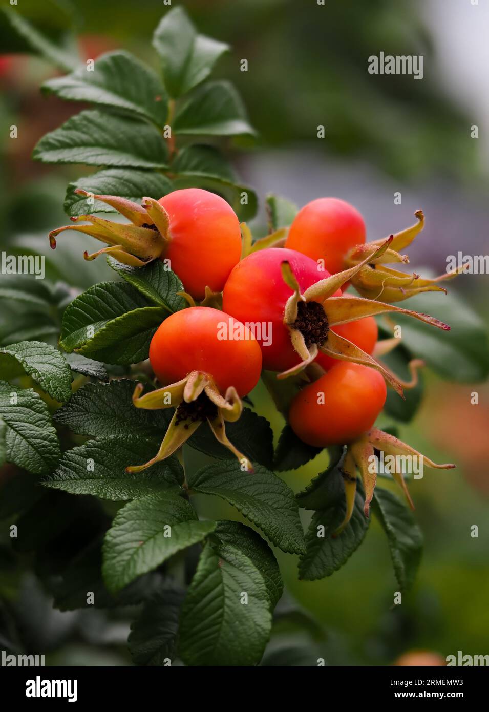 Rosa Canina in a natural environment, ripening red rose hips against a ...