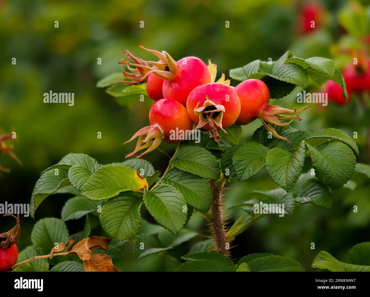 Rosa Canina in a natural environment, ripening red rose hips against a ...