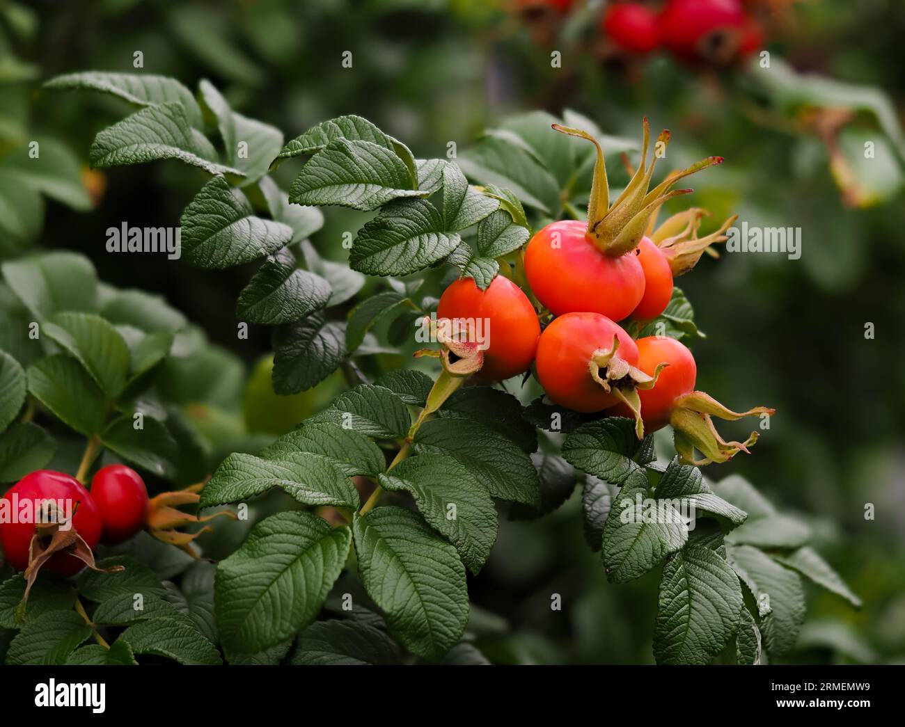 Rosa Canina in a natural environment, ripening red rose hips against a ...