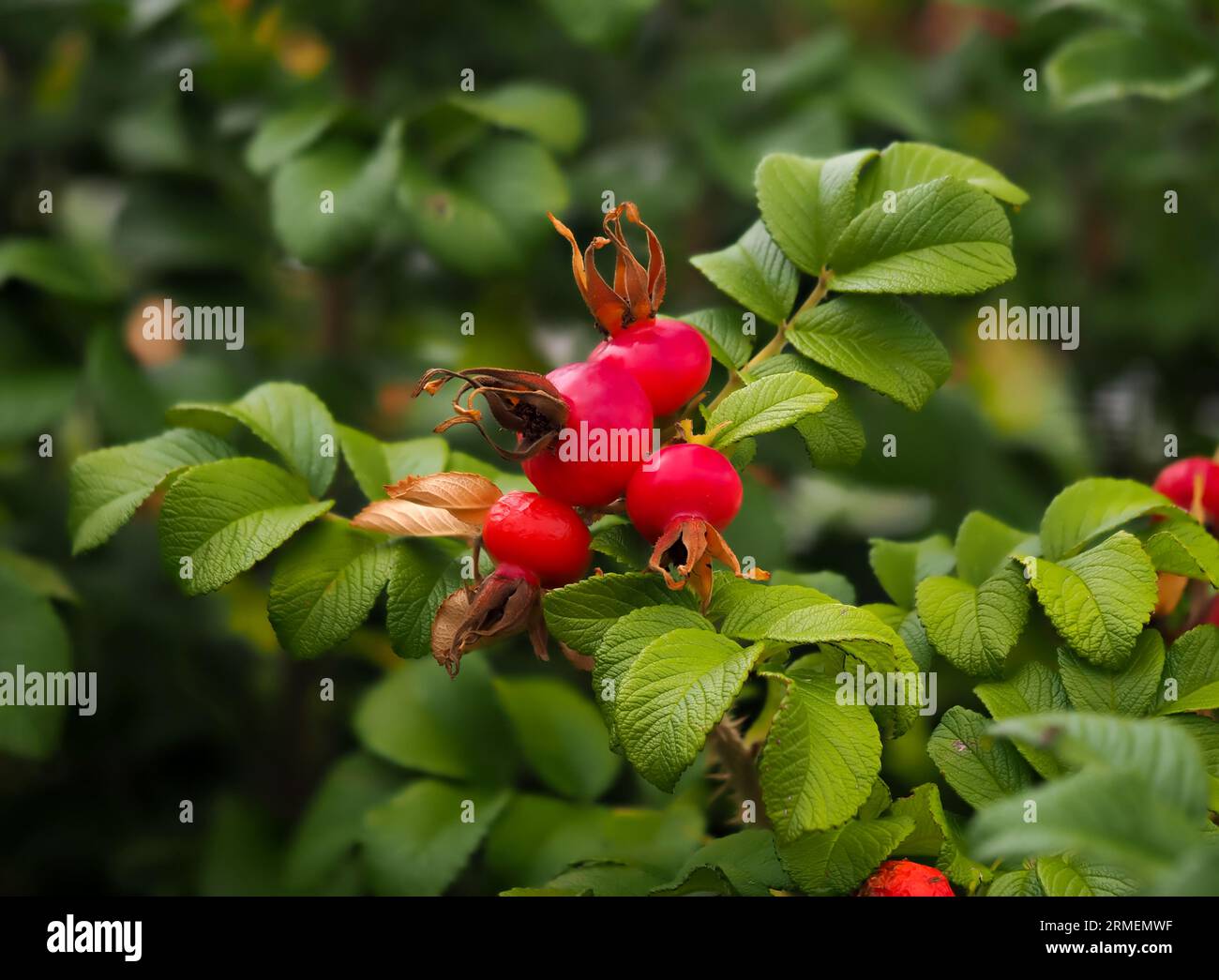 Rosa Canina in a natural environment, ripening red rose hips against a ...