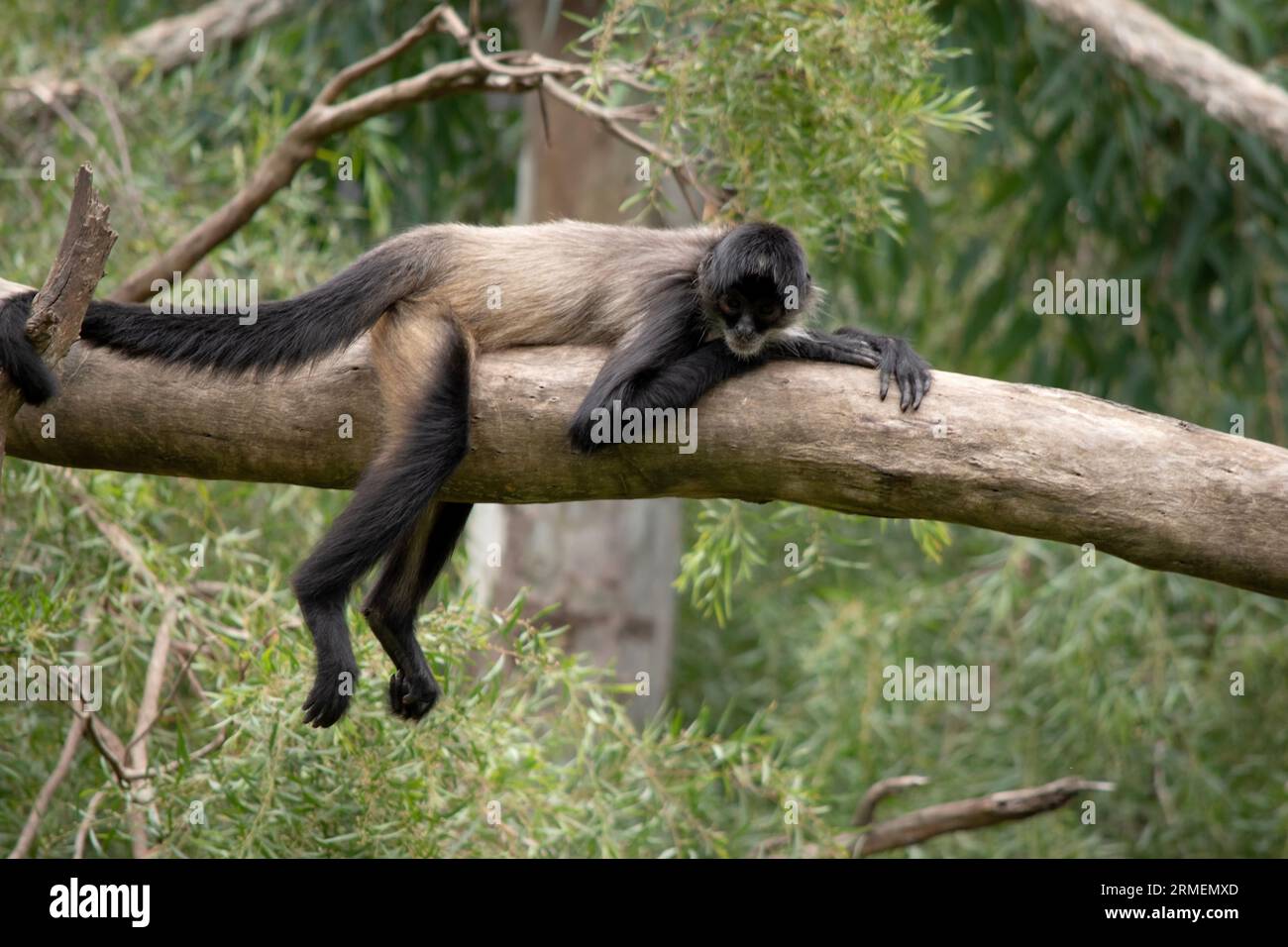 The spider monkey has thumbless hands, this lanky potbellied primate ...