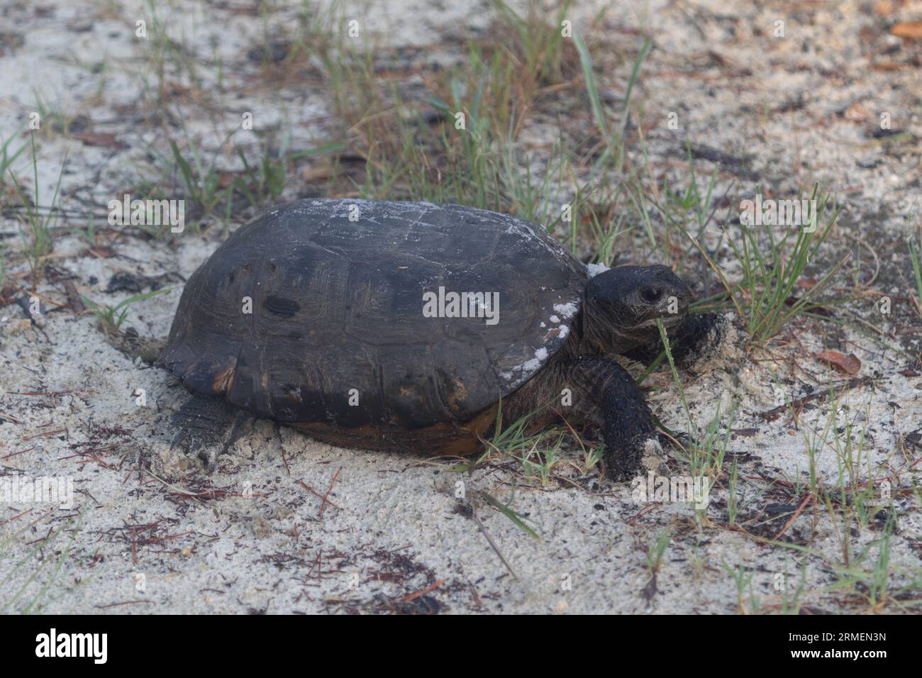 A gopher tortoise (Gopherus polyphemus) resting in the sand Stock Photo ...